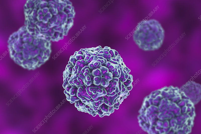 Beware of the Summer Viruses - TriCore Reference Laboratories